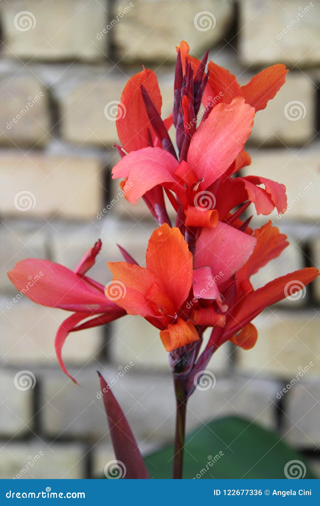 Red Canna Flower stock photo. Image of bloom, flowers - 122677336