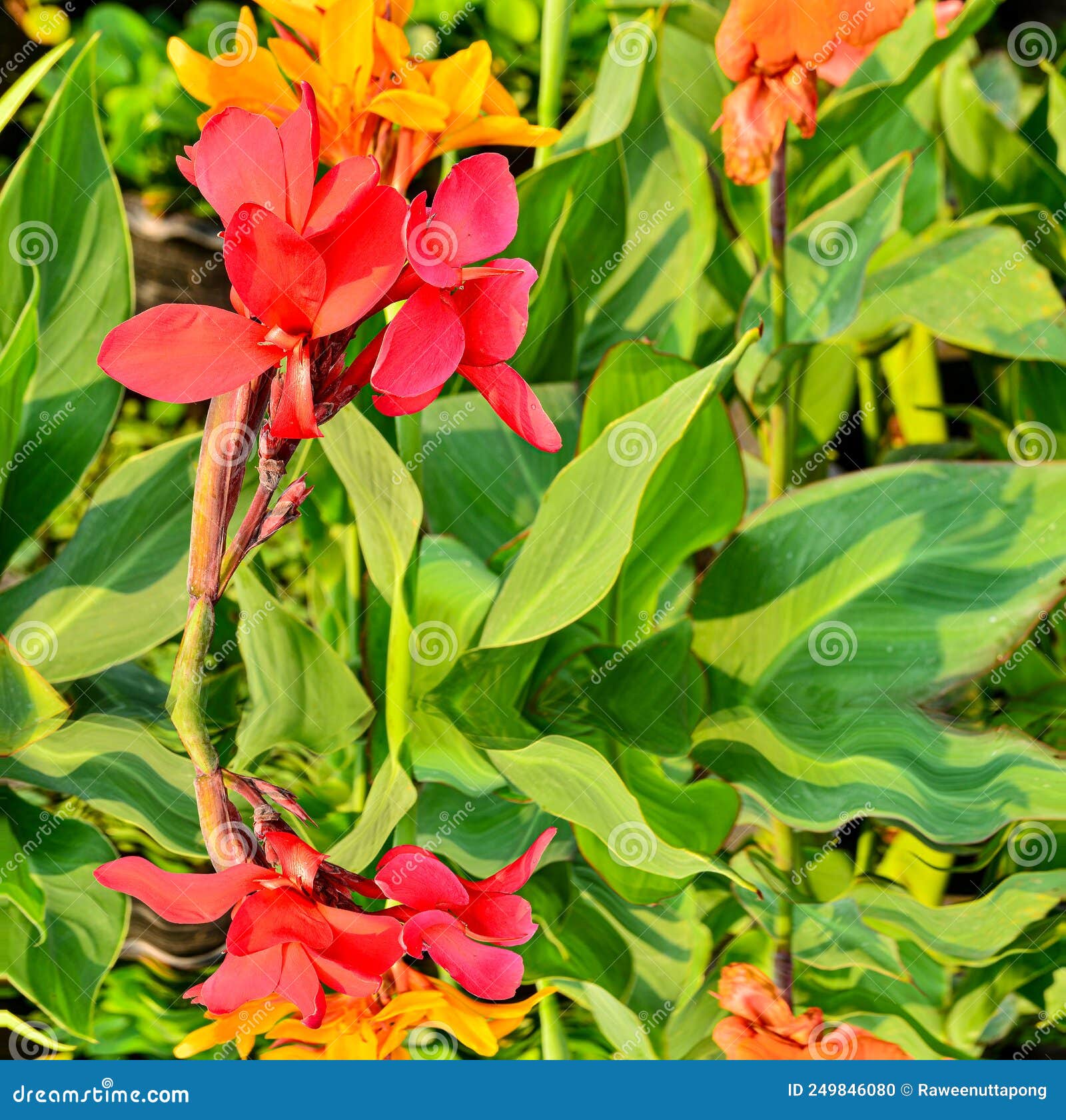 Red canna flower in garden stock photo. Image of bloom - 249846080