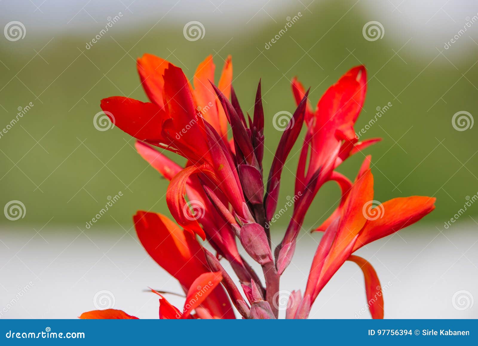 Red Canna stock photo. Image of color, colorful, lily - 97756394