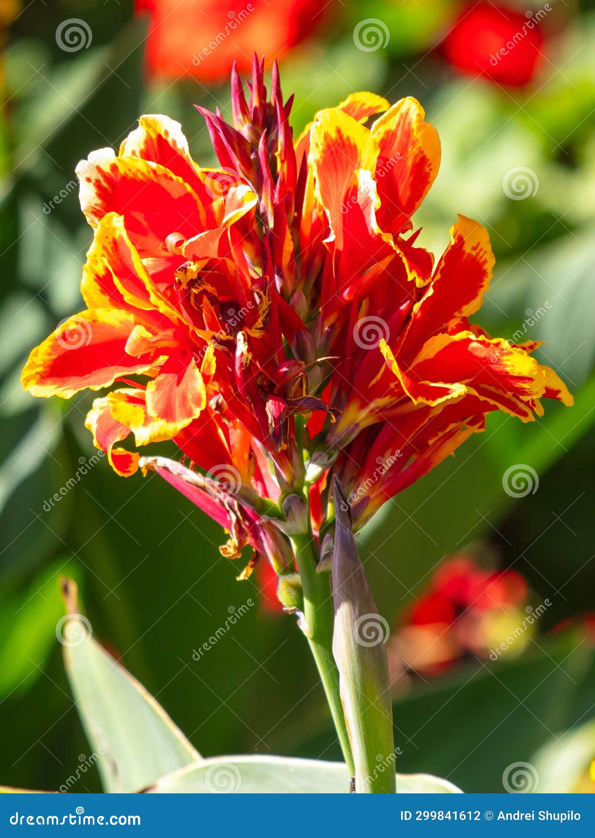 Red canna flower in nature stock photo. Image of canna - 299841612