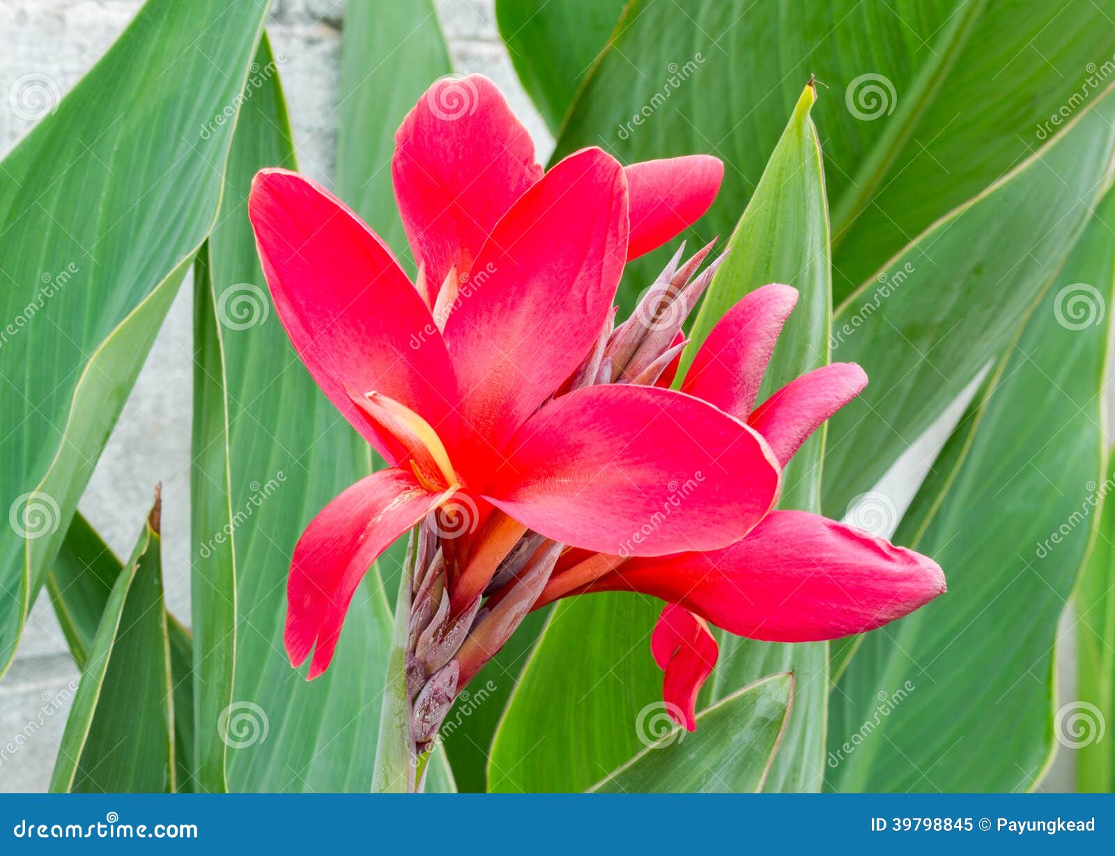 Red canna flower plants stock image. Image of wood, ornamental - 39798845