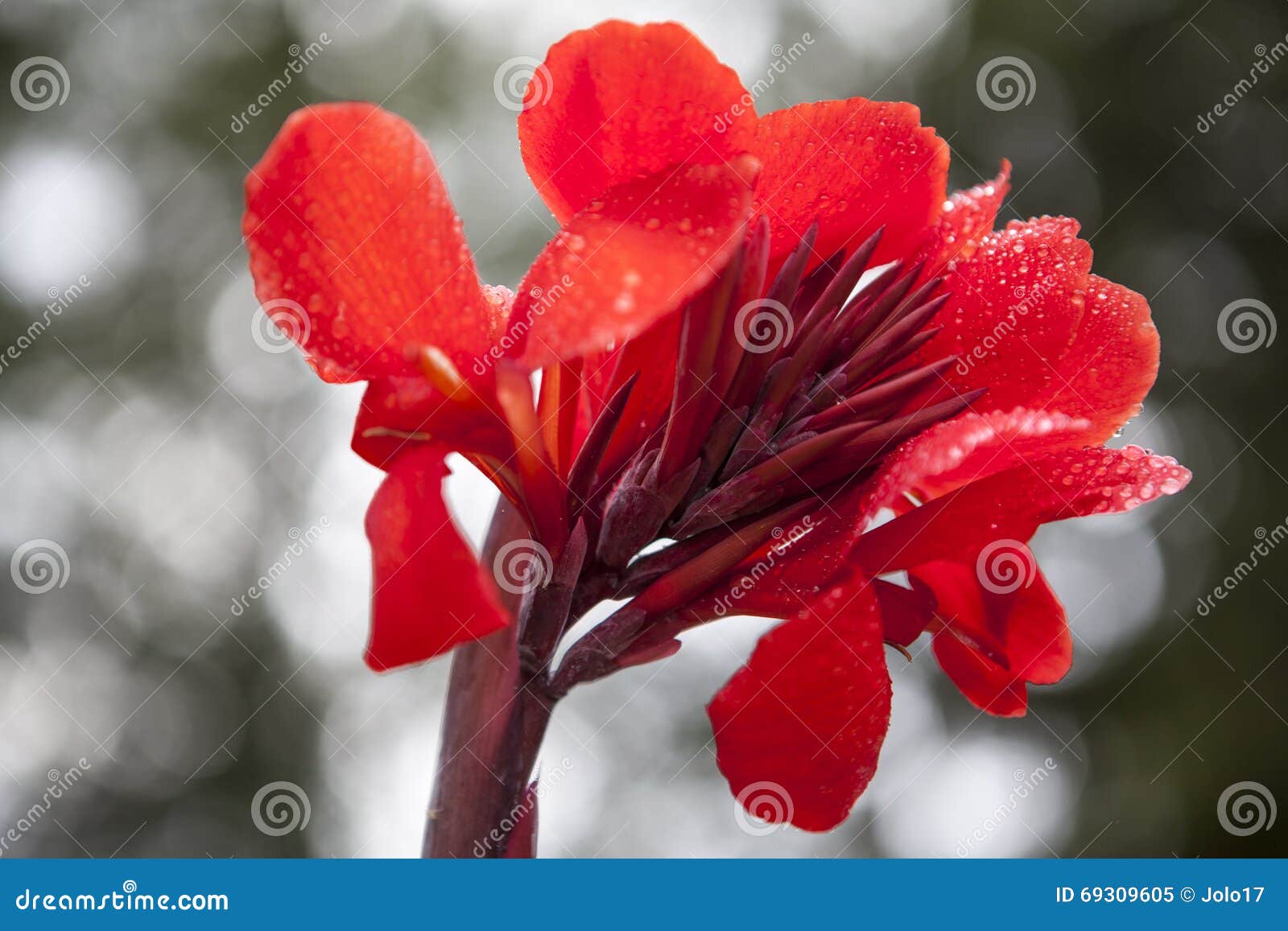 Red Canna. stock image. Image of nature, gardening, beauty - 69309605