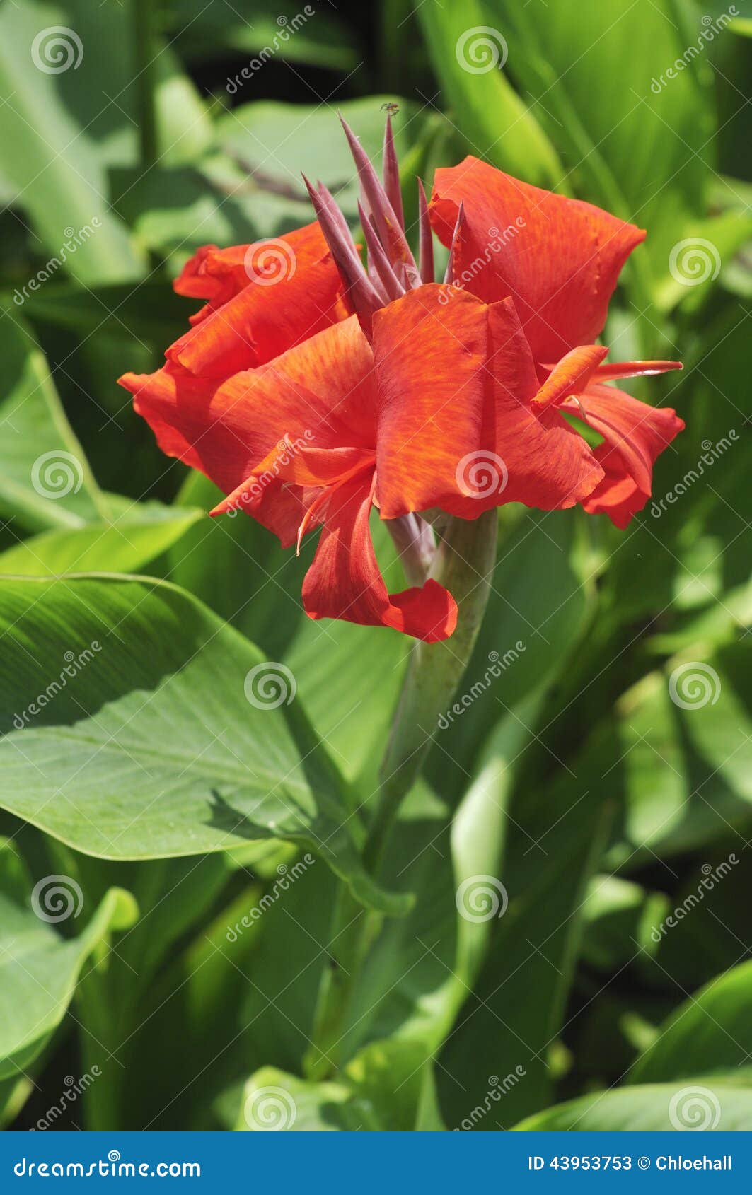 Red canna lily stock image. Image of beautiful, orange - 43953753