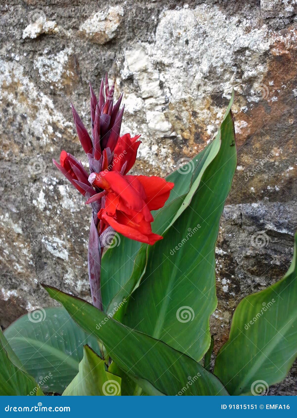 Red Canna Lily stock image. Image of summer, plant, nature - 91815151