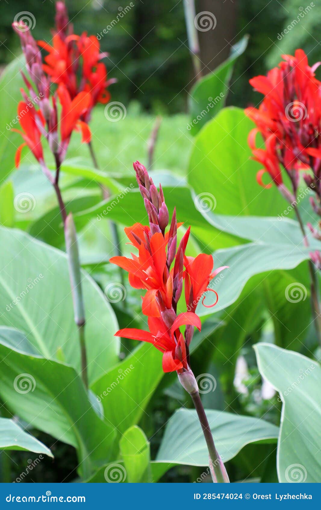 Red Cannas are Blooming on the Flowerbed Stock Photo - Image of natural ...
