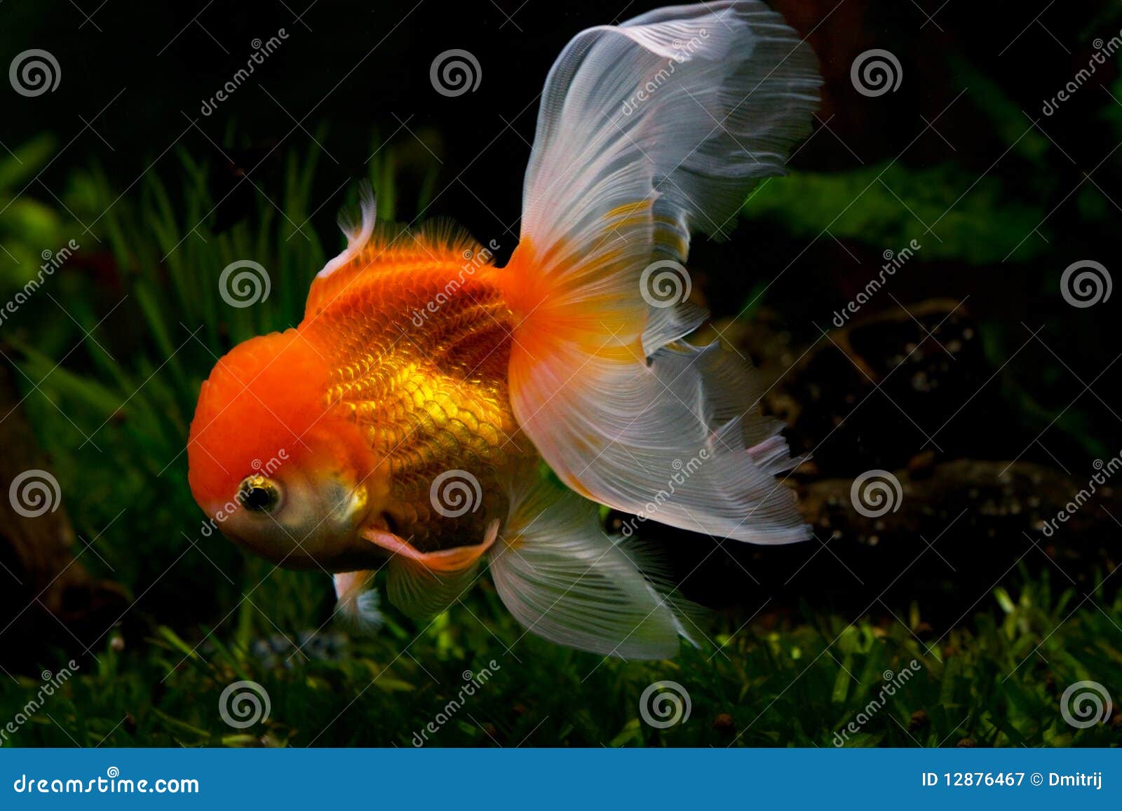 Red cap stock image. Image of aqua, aquatic, carp, oranda - 12876467