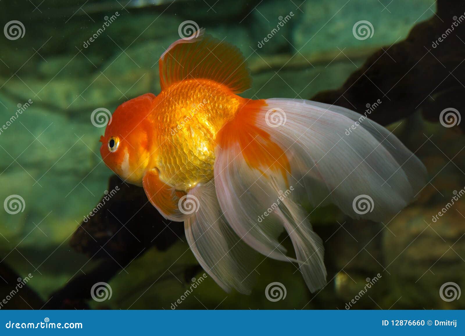 Red cap stock photo. Image of carp, close, scale, fish - 12876660