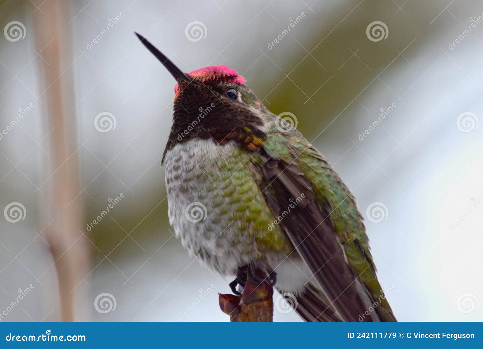 Red Capped Hummingbird in Snow 04 Stock Image - Image of hummingbird ...