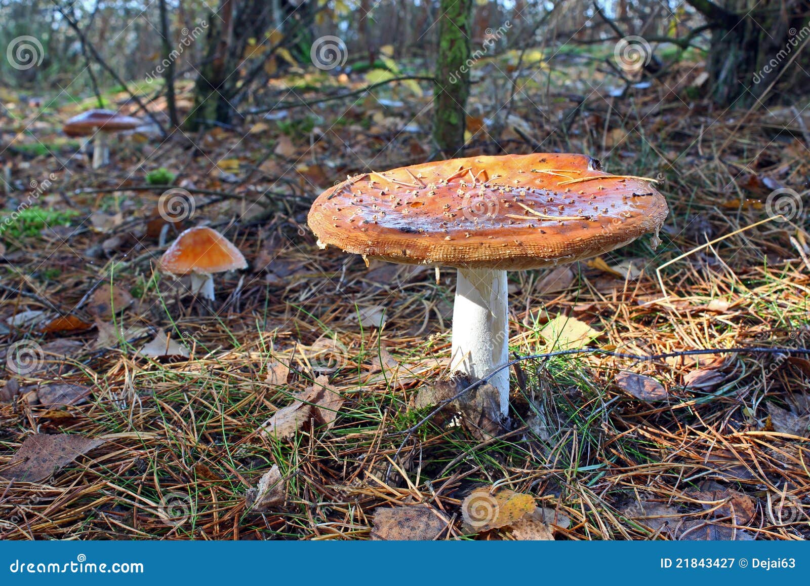Red cap mushroom stock image. Image of vegetable, mushroom - 21843427
