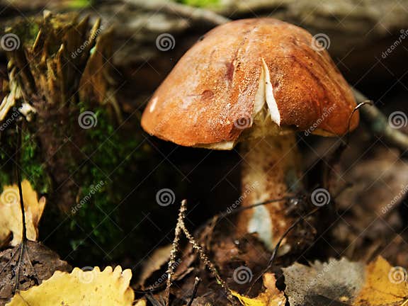 Red cap mushroom stock photo. Image of vegetarian, eatable - 26742674