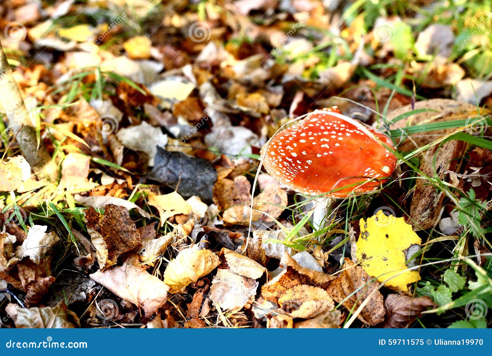 Red Cap Mushroom on the Autumn Fall Forest Stock Image - Image of ...