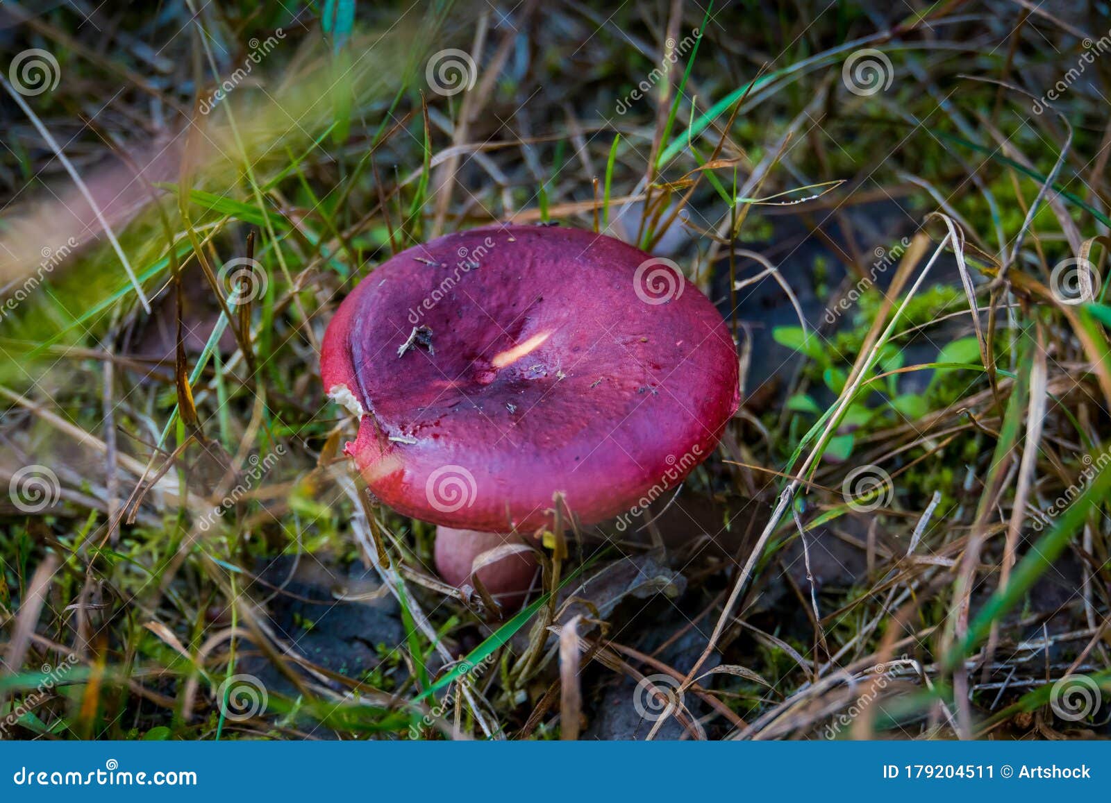 Red cap mushroom stock image. Image of dark, mushrooming - 179204511