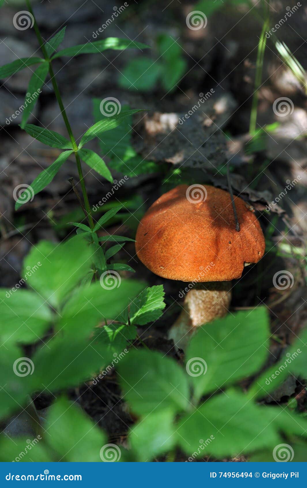 Red cap mushroom stock photo. Image of moss, orange, food - 74956494