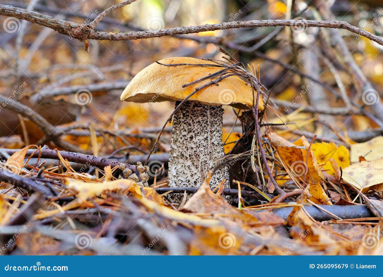 Red cap mushroom in forest stock image. Image of nature - 265095679