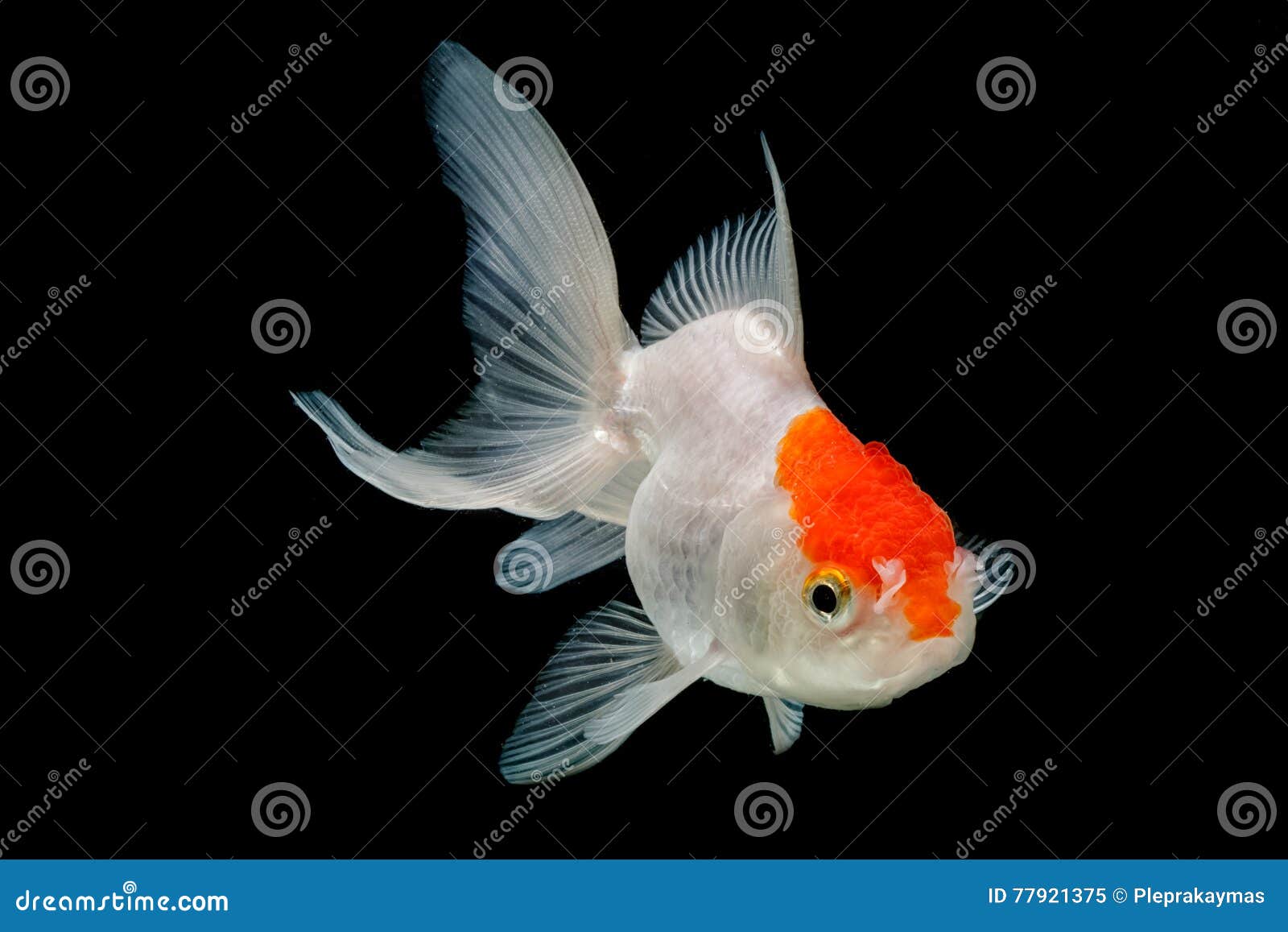 Red Cap Oranda Goldfish, Pet, Animals, Fish Royalty-Free Stock Photo ...