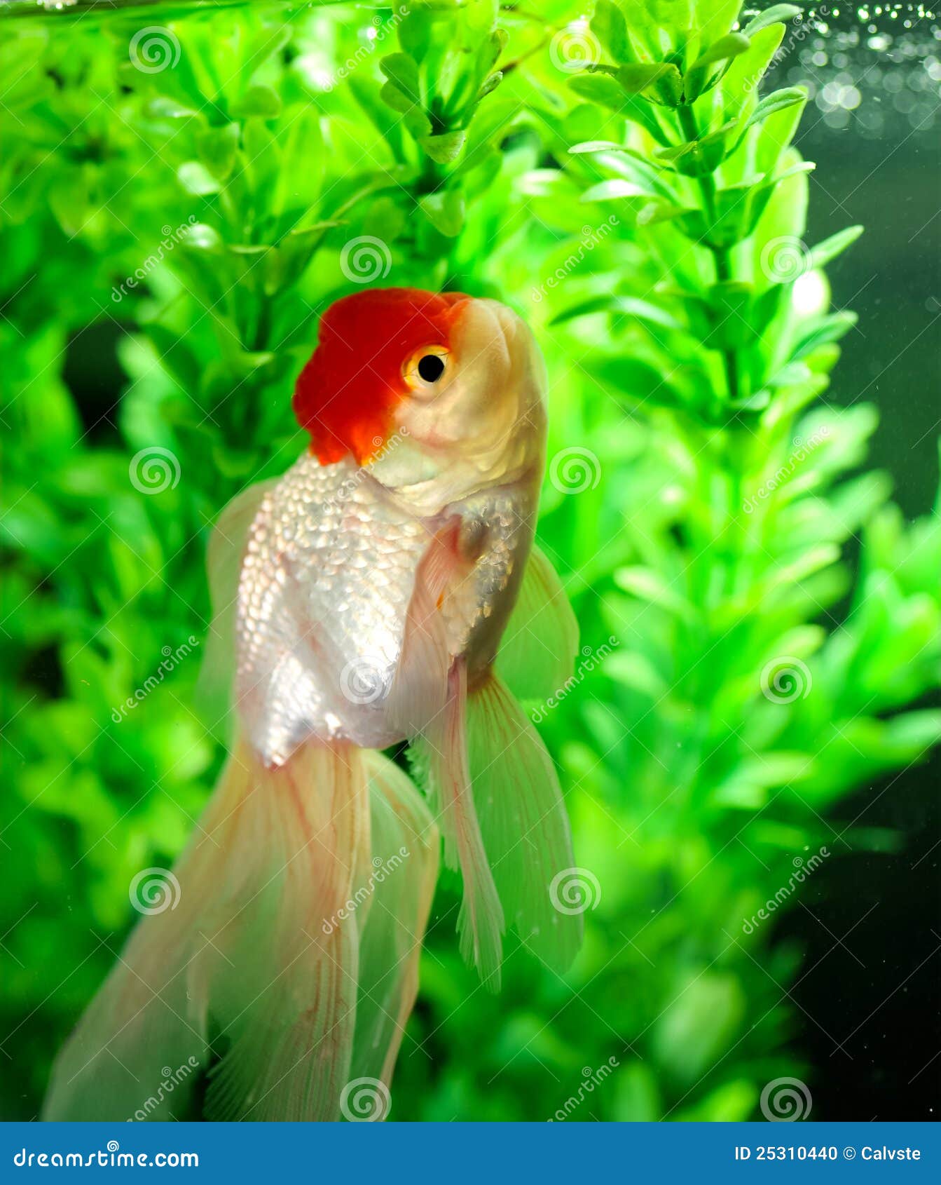 Red Cap Oranda with Pond Plants Background Stock Photo - Image of ...