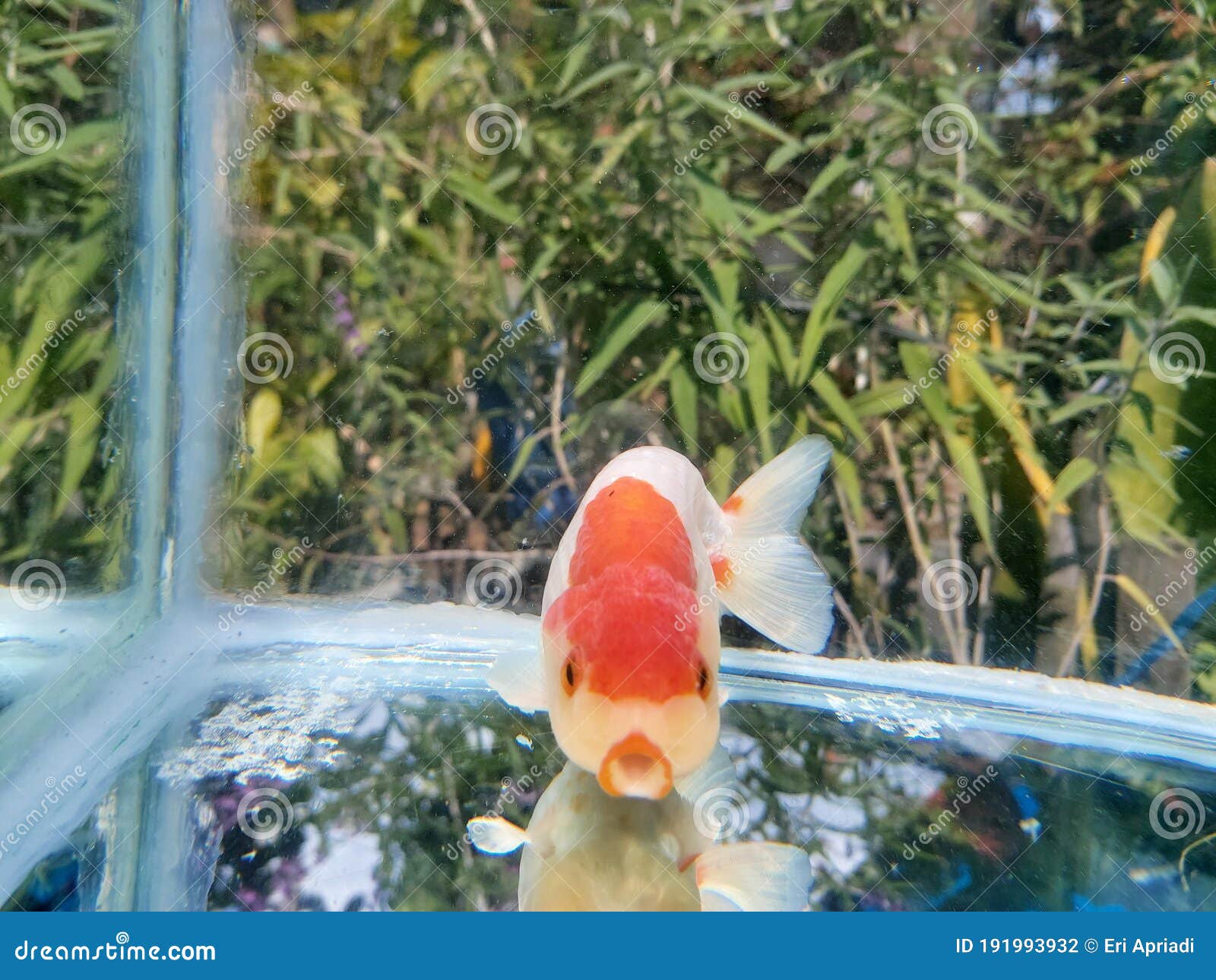 Red cap ranchu stock photo. Image of leaf, underwater - 191993932