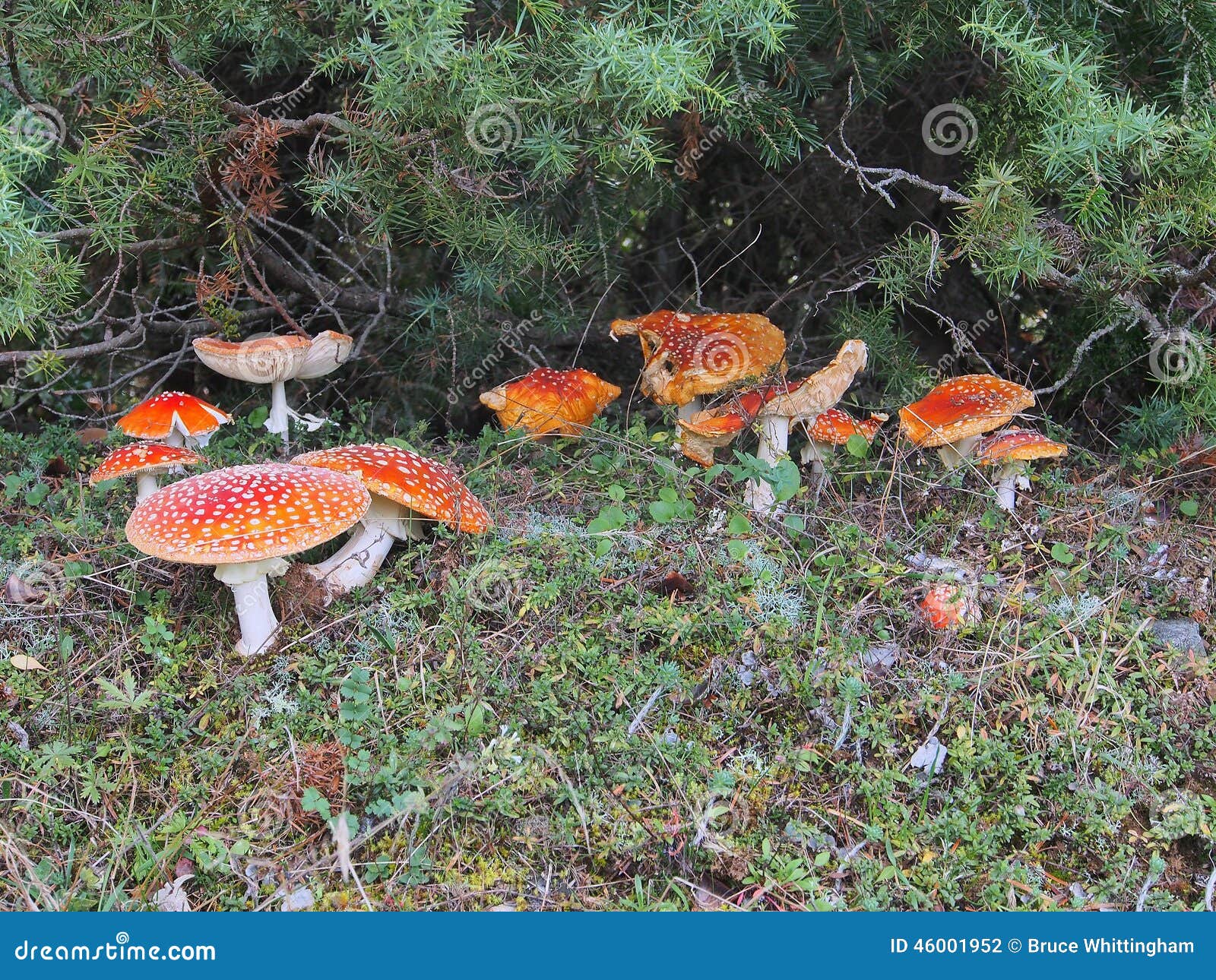 Red Cap Toadstool Colony stock photo. Image of toadstool - 46001952