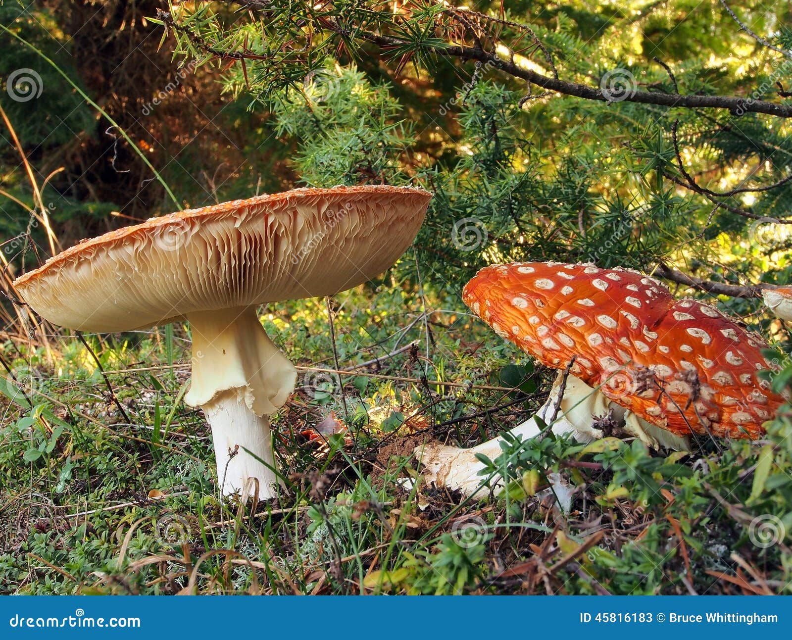Red Cap Toadstools stock image. Image of sick, inedible - 45816183