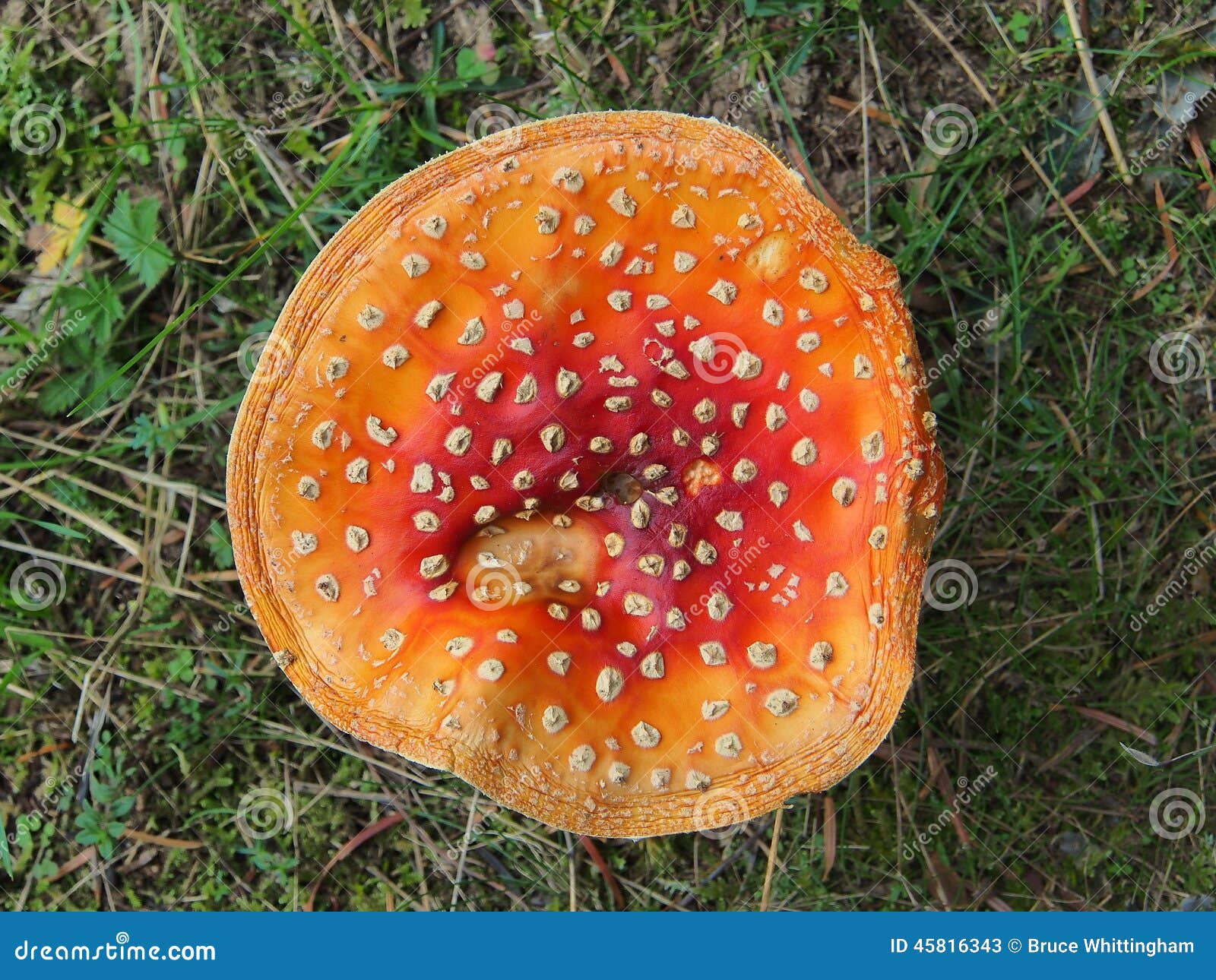 Red Cap Toadstools stock image. Image of mushrooms, toadstools - 45816343