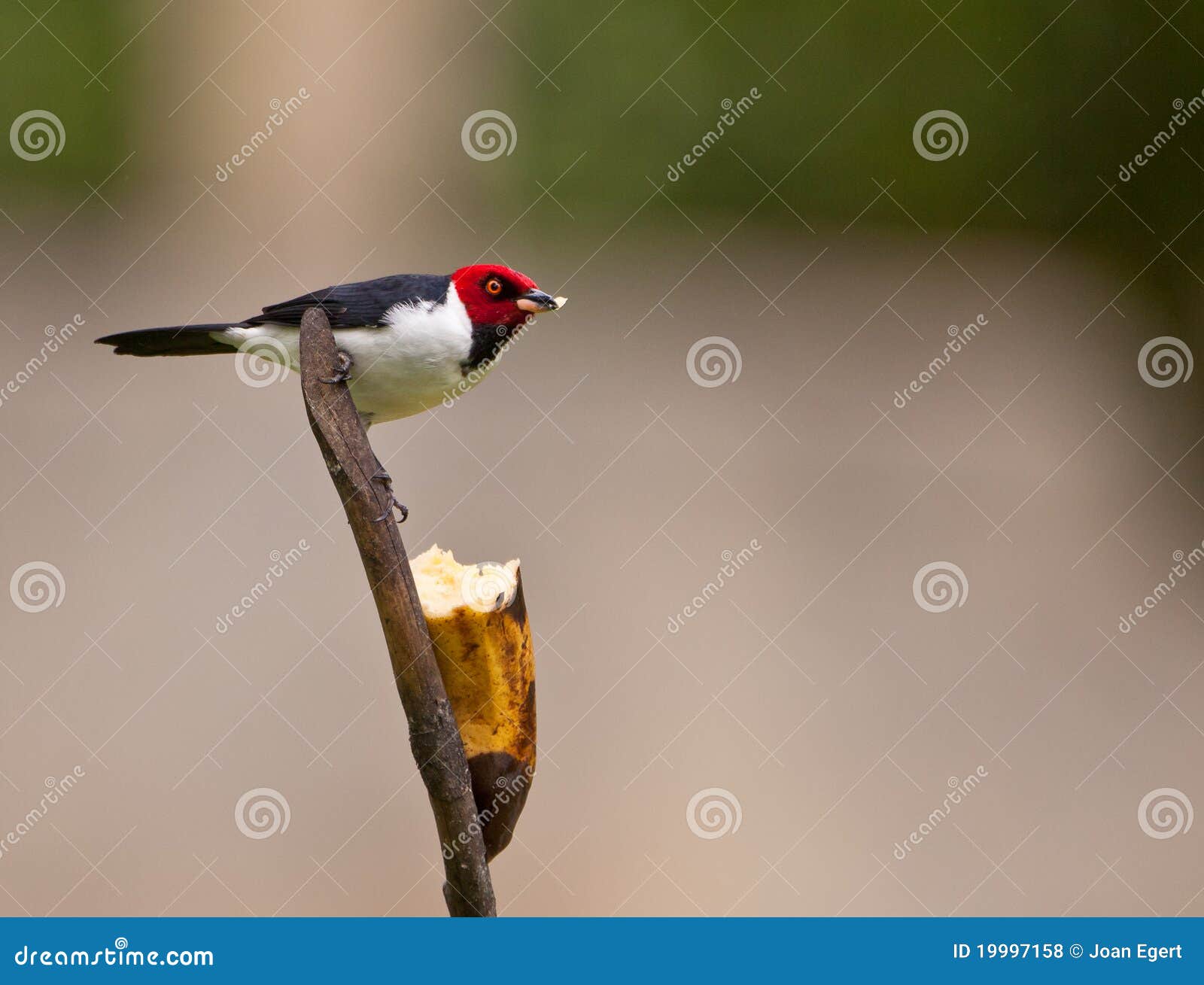 The Red-capped Cardinal stock photo. Image of colour - 19997158