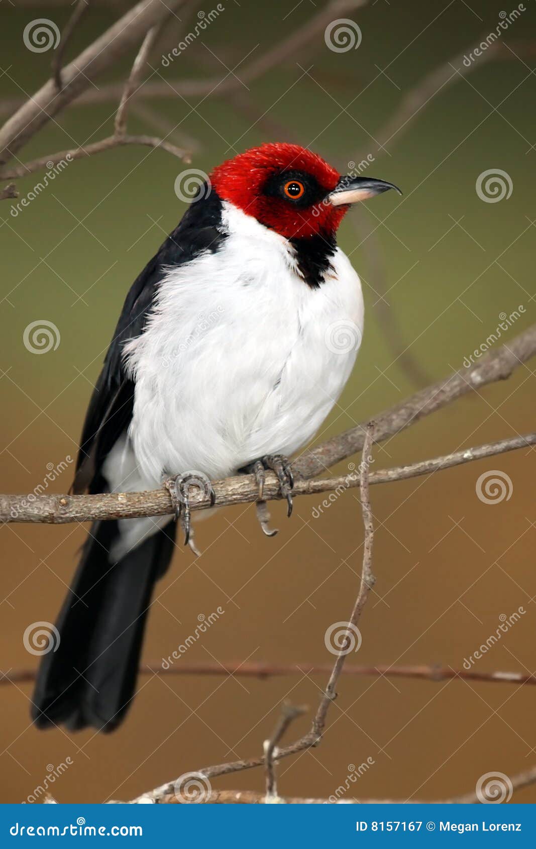 Red-Capped Cardinal stock image. Image of avian, staring - 8157167