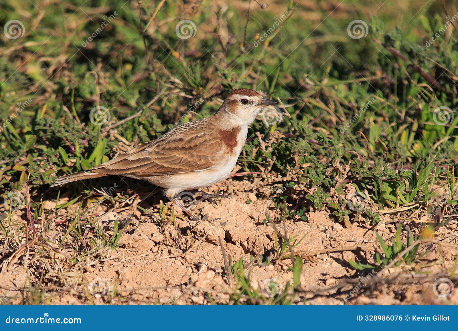 Red Capped Lark - Calandrella Cinerea Stock Photo - Image of avian, wild: 328986076