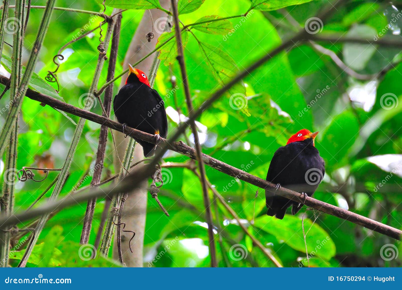Red Capped Manakin, Costa Rica Stock Photo - Image of color, birds ...