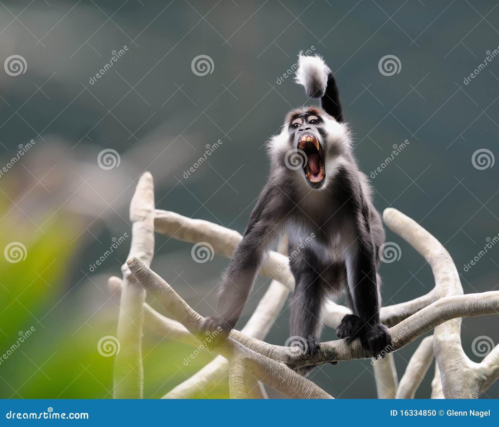 Red-capped mangabey stock photo. Image of daylight, primate - 16334850