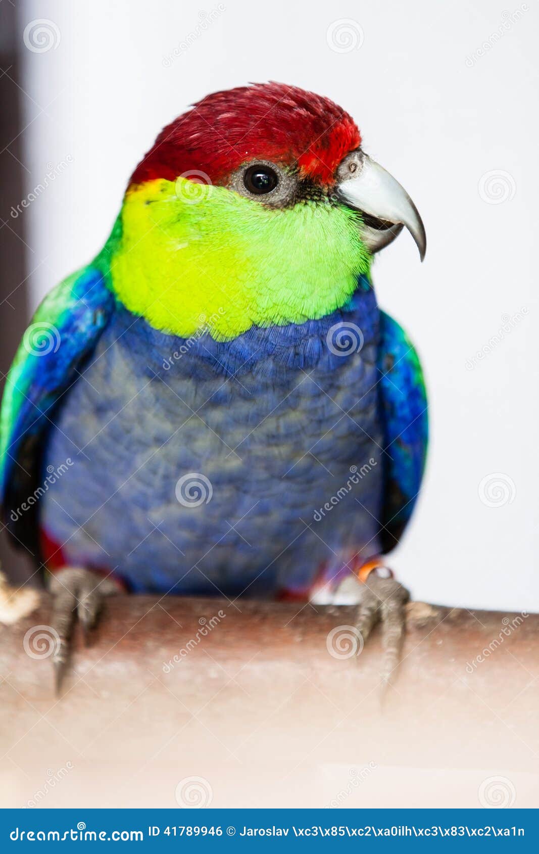 The Red-capped Parrot (Purpureicephalus Spurius) Stock Photo - Image of ...