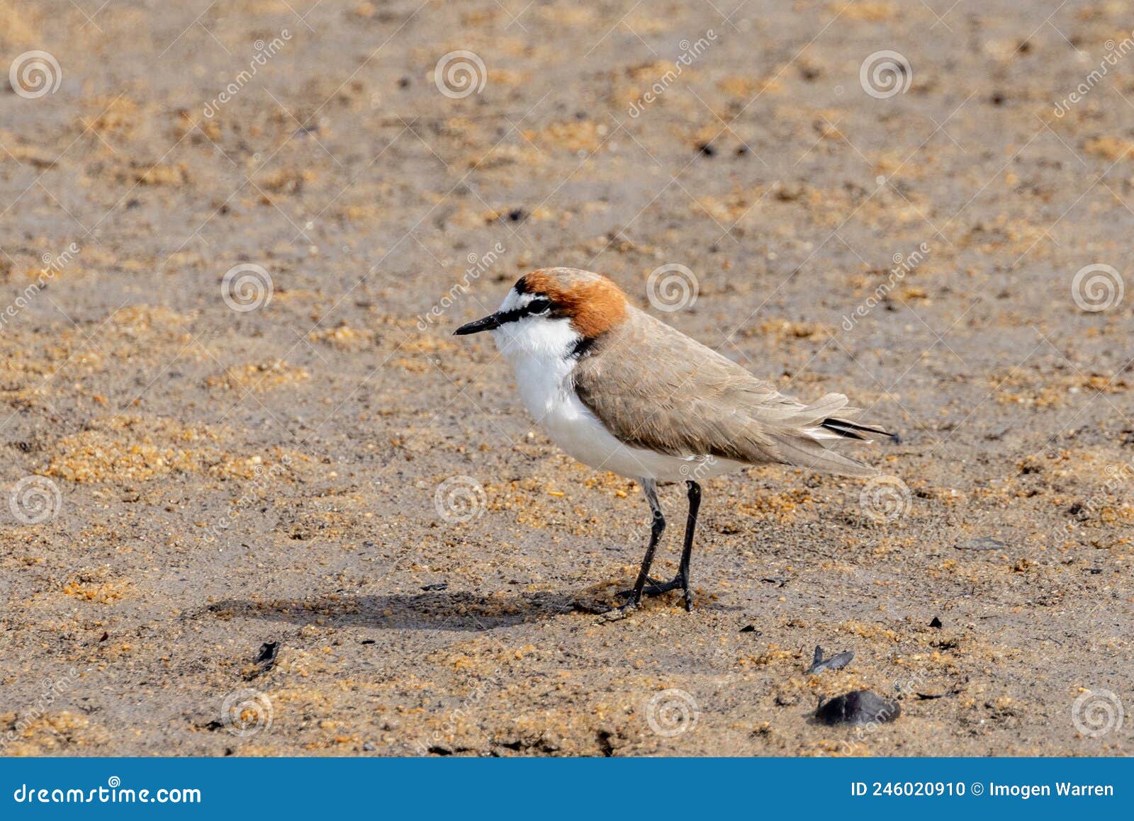 Red-capped Plover in Queensland Australia Stock Photo - Image of plover ...