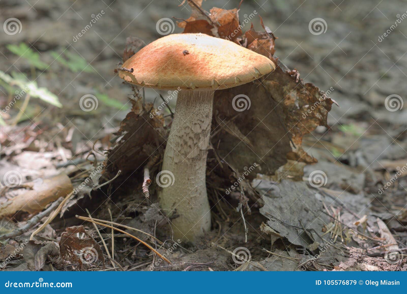 Red-capped Scaber Stalk Mushroom. Closeup Stock Image - Image of ...