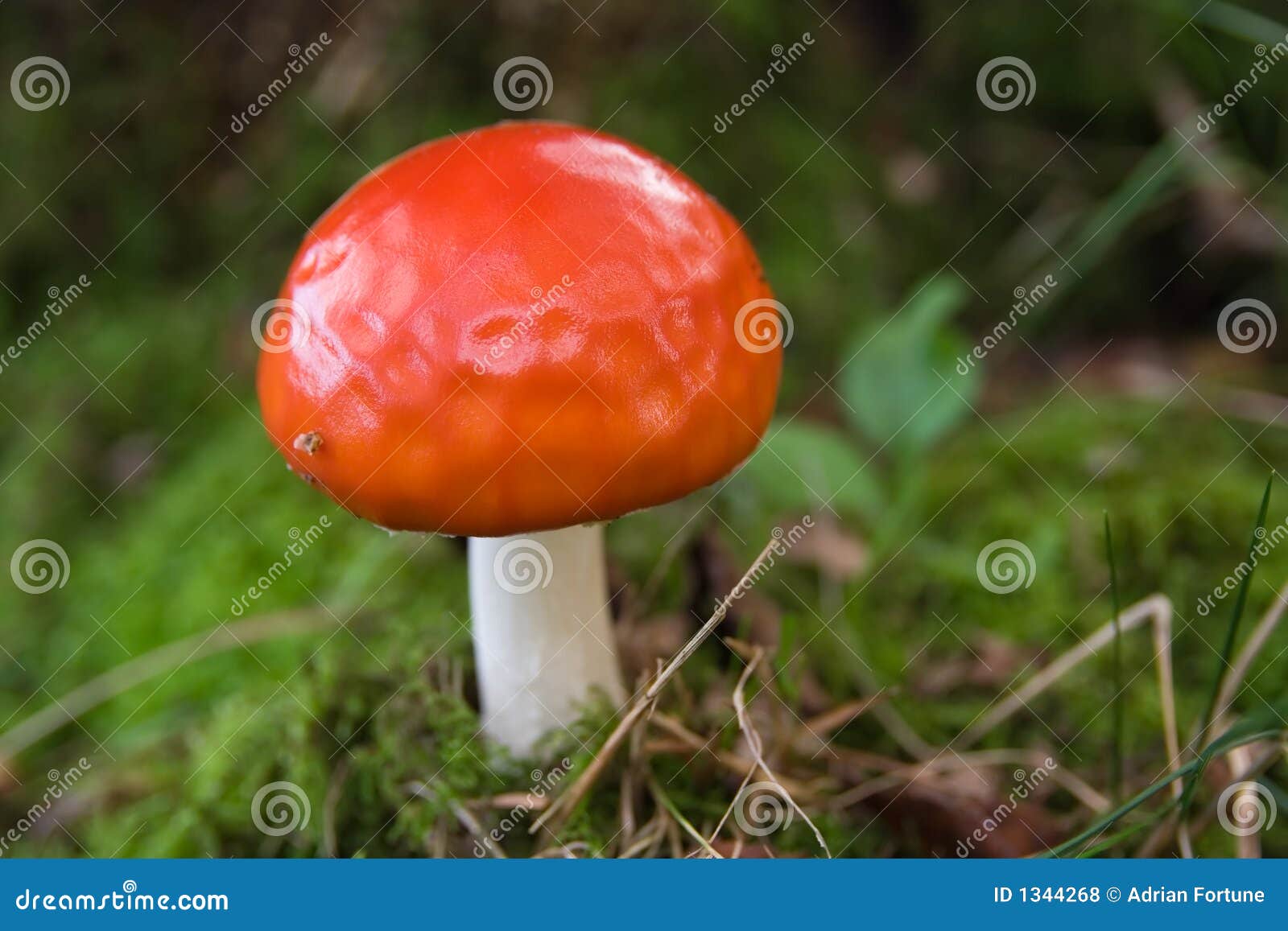 Red capped toadstool stock photo. Image of flora, moss - 1344268