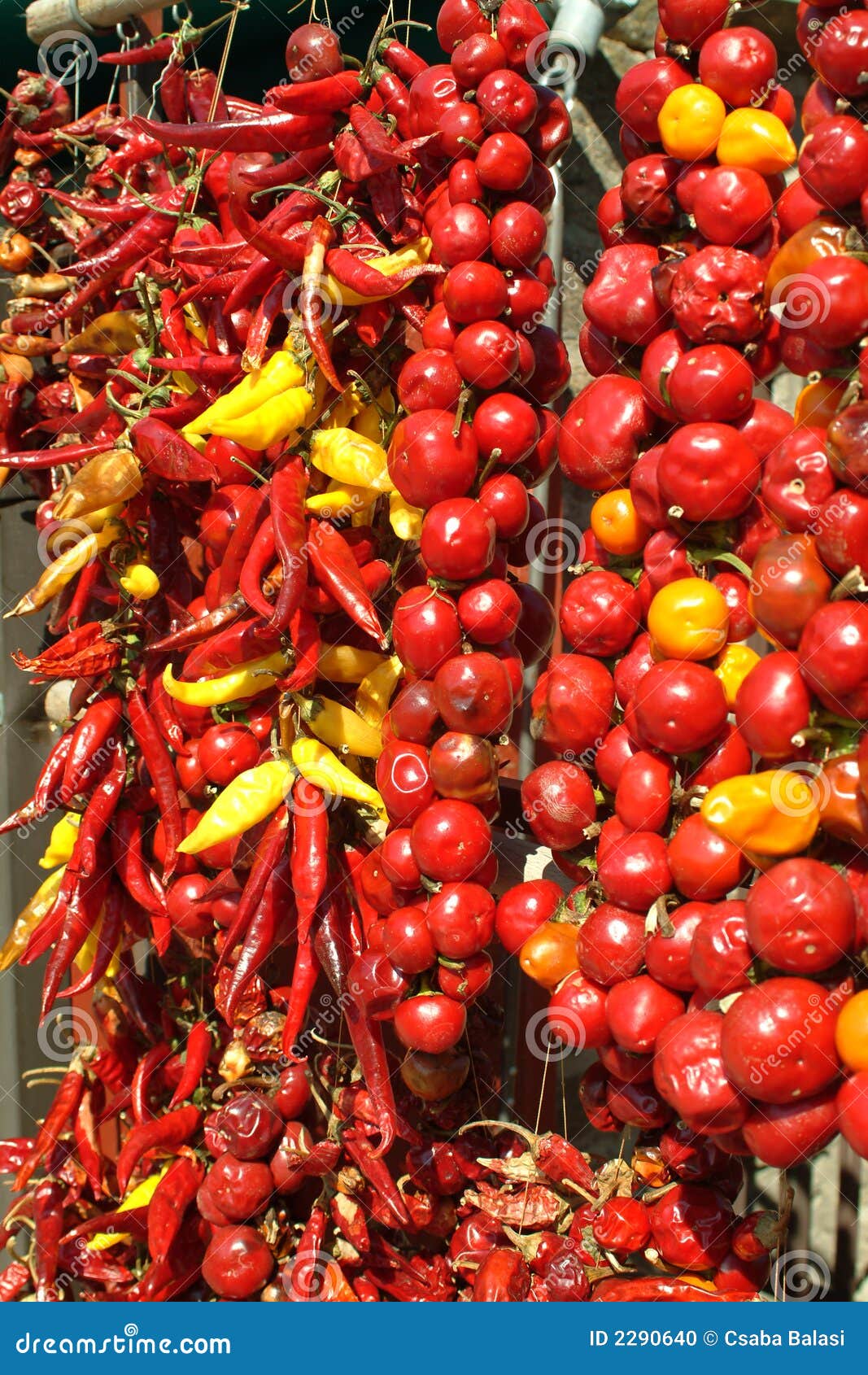 Red Capsicum Picture. Image: 2290640