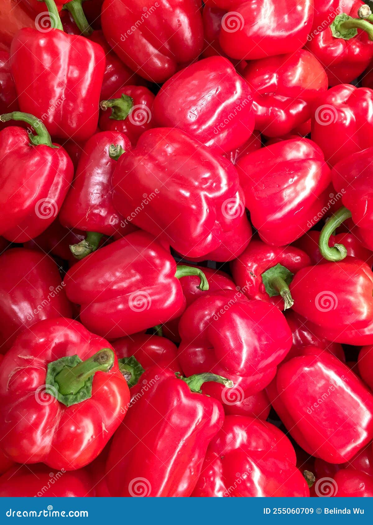 Red capsicum stock image. Image of healthy, pepper, capsicum - 255060709