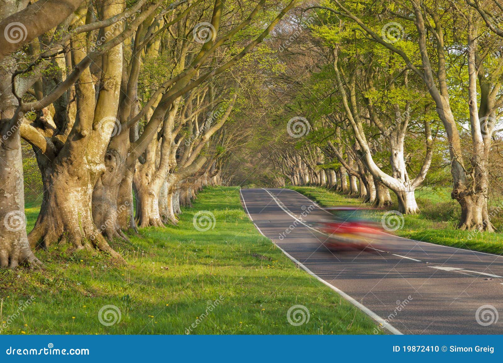 Red Car in the Avenue of Trees Stock Photo - Image of outdoor, spring ...