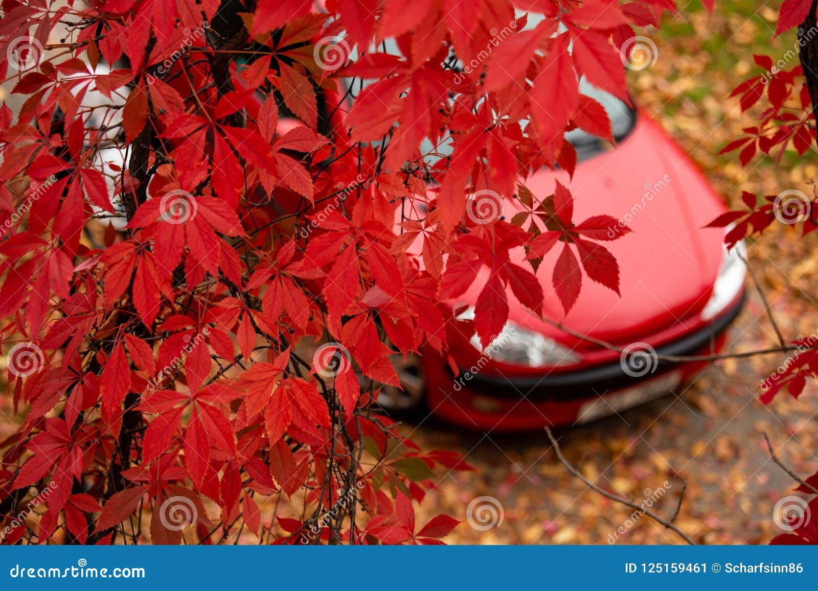 The red car under a tree stock image. Image of parking - 125159461