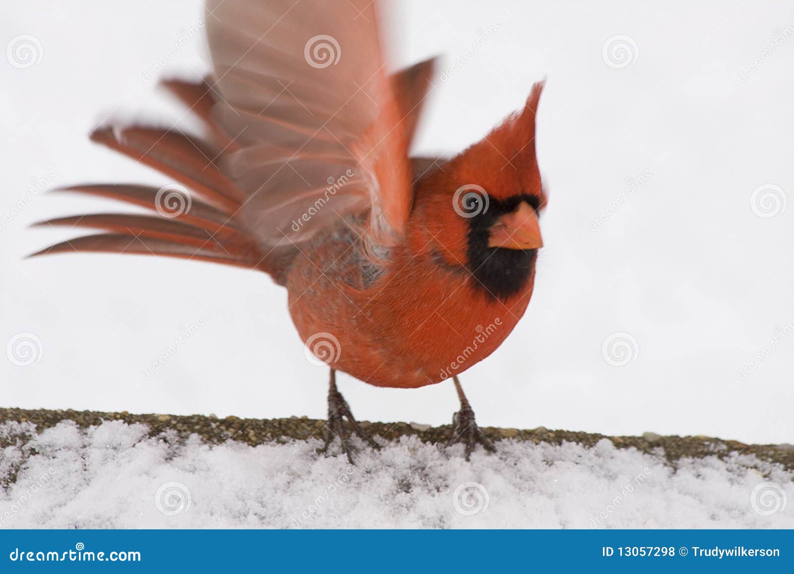 Red Cardinal stock photo. Image of season, nature, cardinal - 13057298