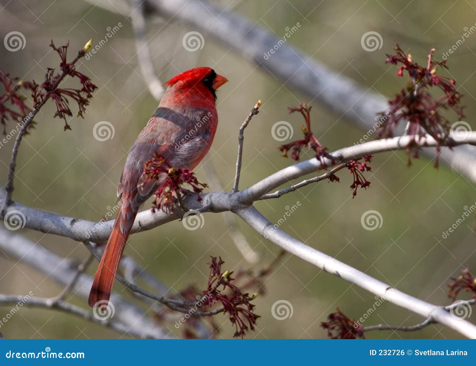 Red cardinal stock photo. Image of cardinal, december, seasonal - 232726
