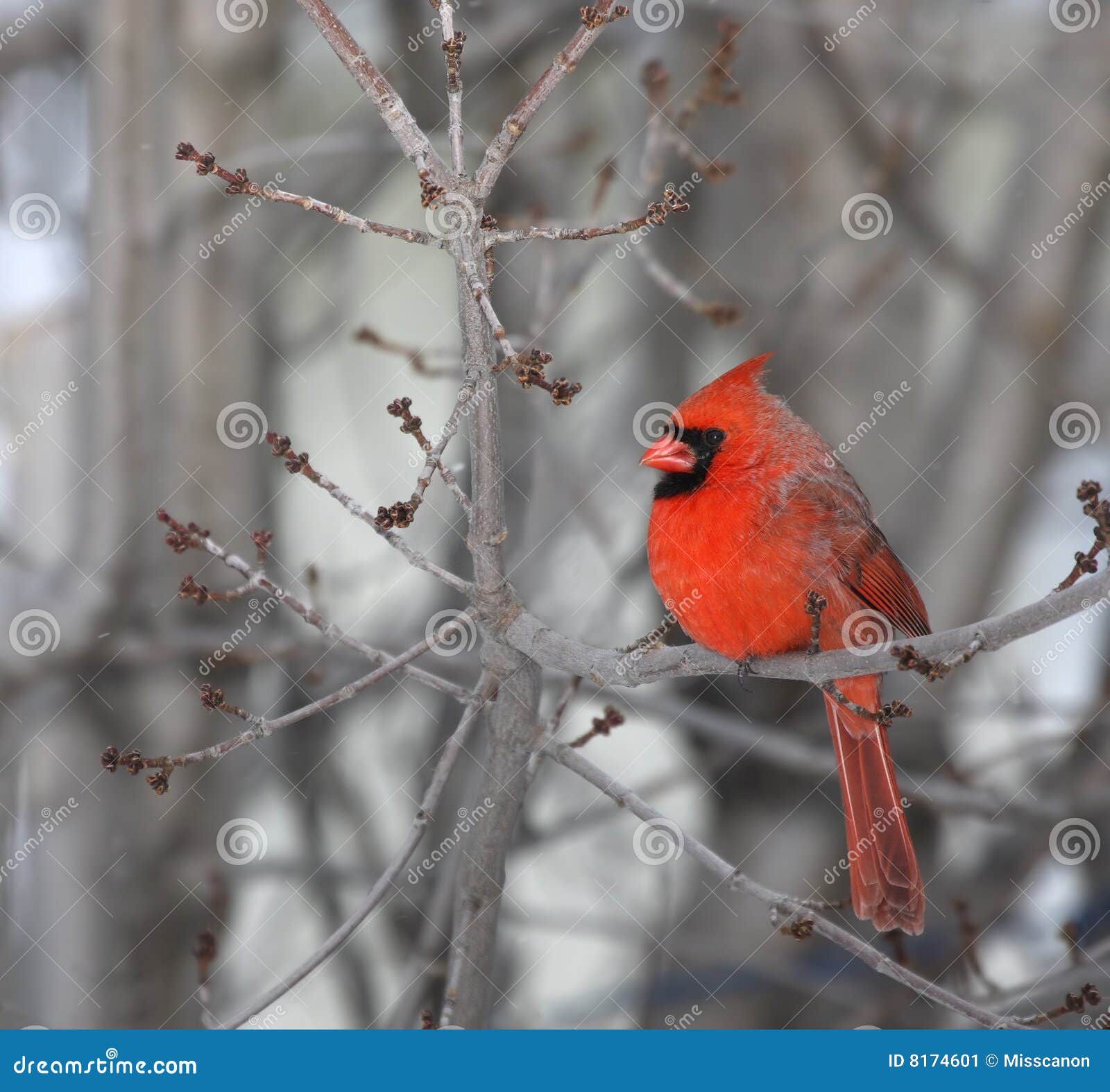 Red Cardinal stock image. Image of outdoor, feathers, tree - 8174601