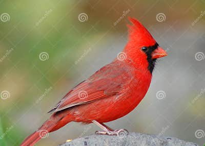 Red Cardinal stock photo. Image of ornithology, favorite - 8860022