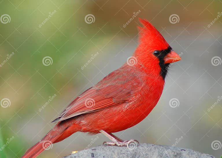 Red Cardinal stock photo. Image of ornithology, favorite - 8860022
