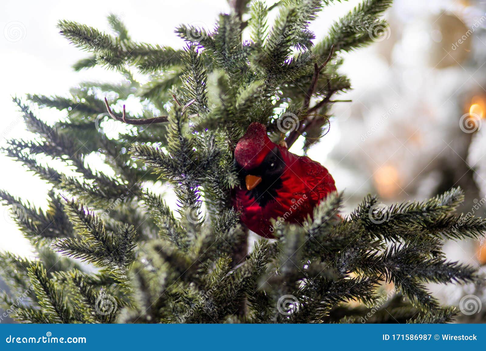 Red Cardinal Bird Decoration on an Evergreen Under the Lights with a ...