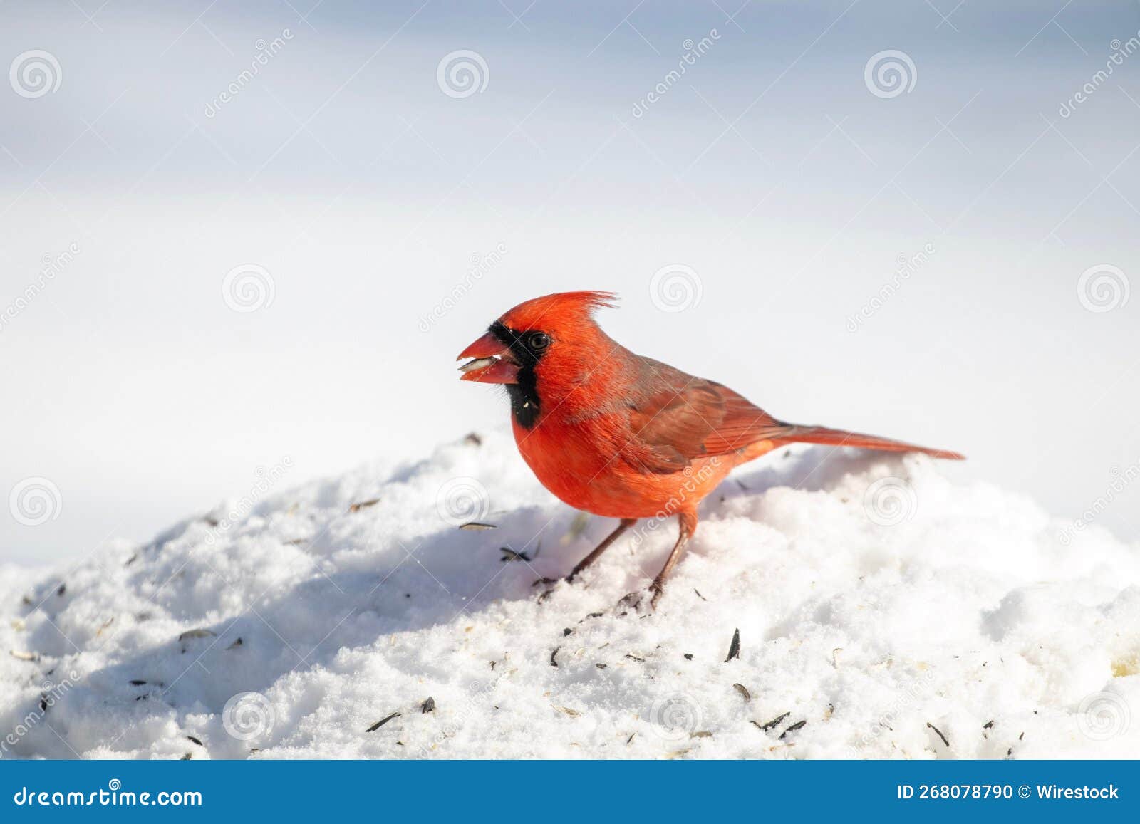 Red Cardinal Bird Eating on the Snow Stock Photo - Image of plumage ...