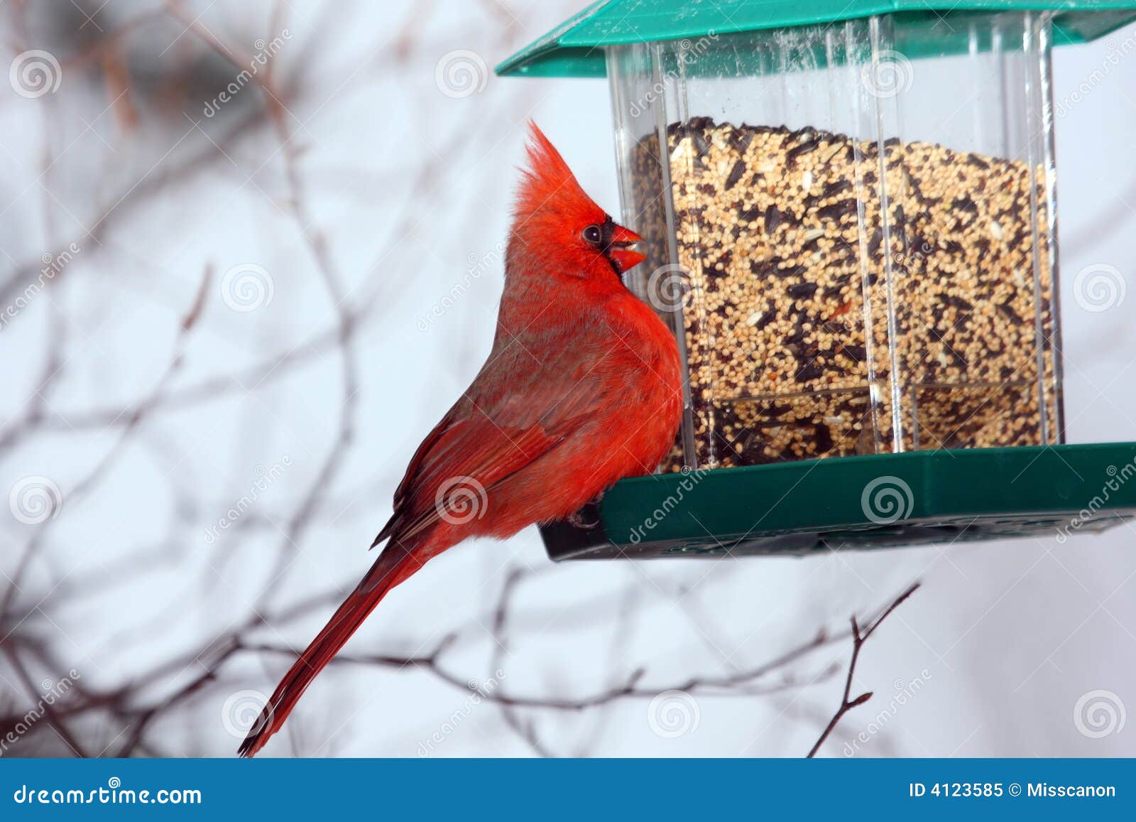 Red Cardinal at Bird Feeder Stock Image - Image of fauna, colorful: 4123585