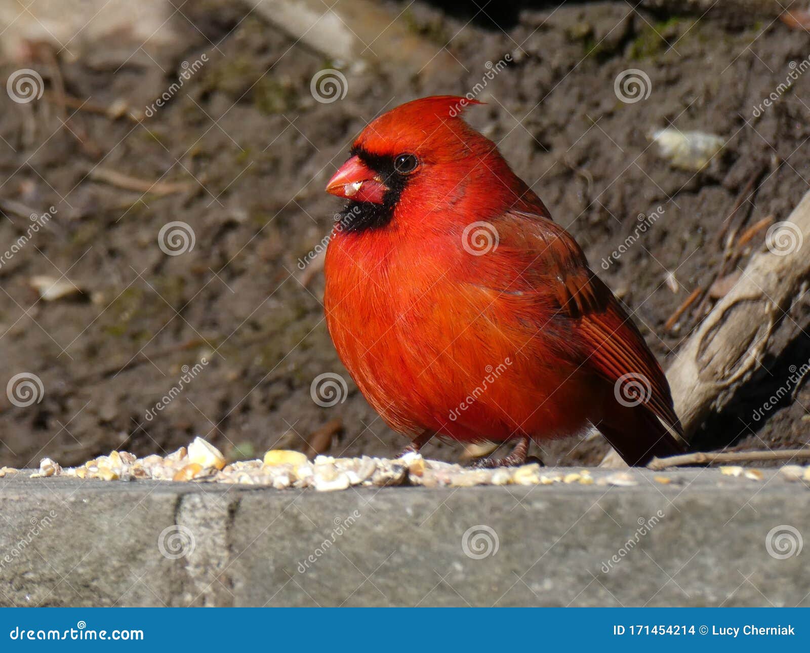 Red cardinal bird stock photo. Image of color, branch - 171454214