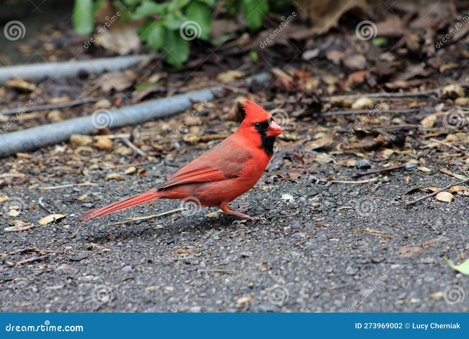 Red Cardinal Bird stock photo. Image of beak, wildlife - 273969002