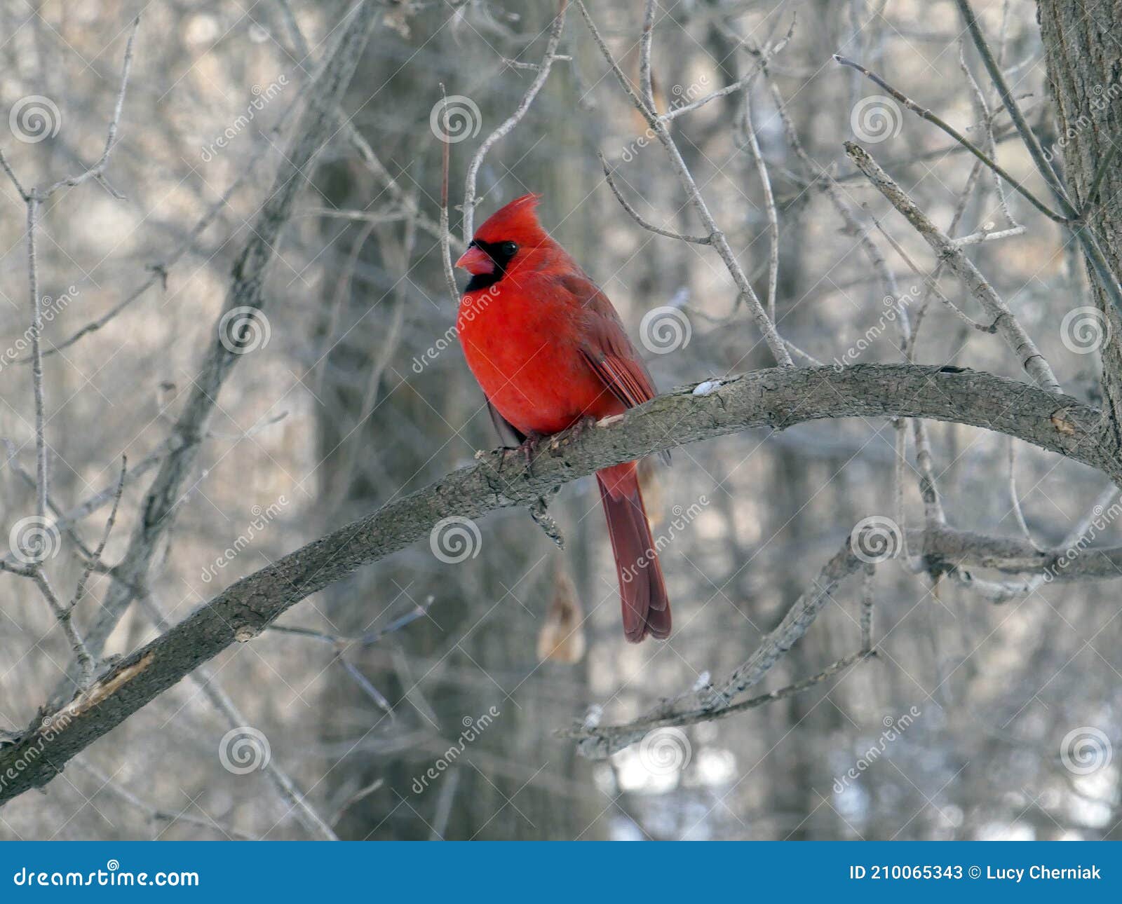 Red Cardinal Bird stock image. Image of male, branch - 210065343