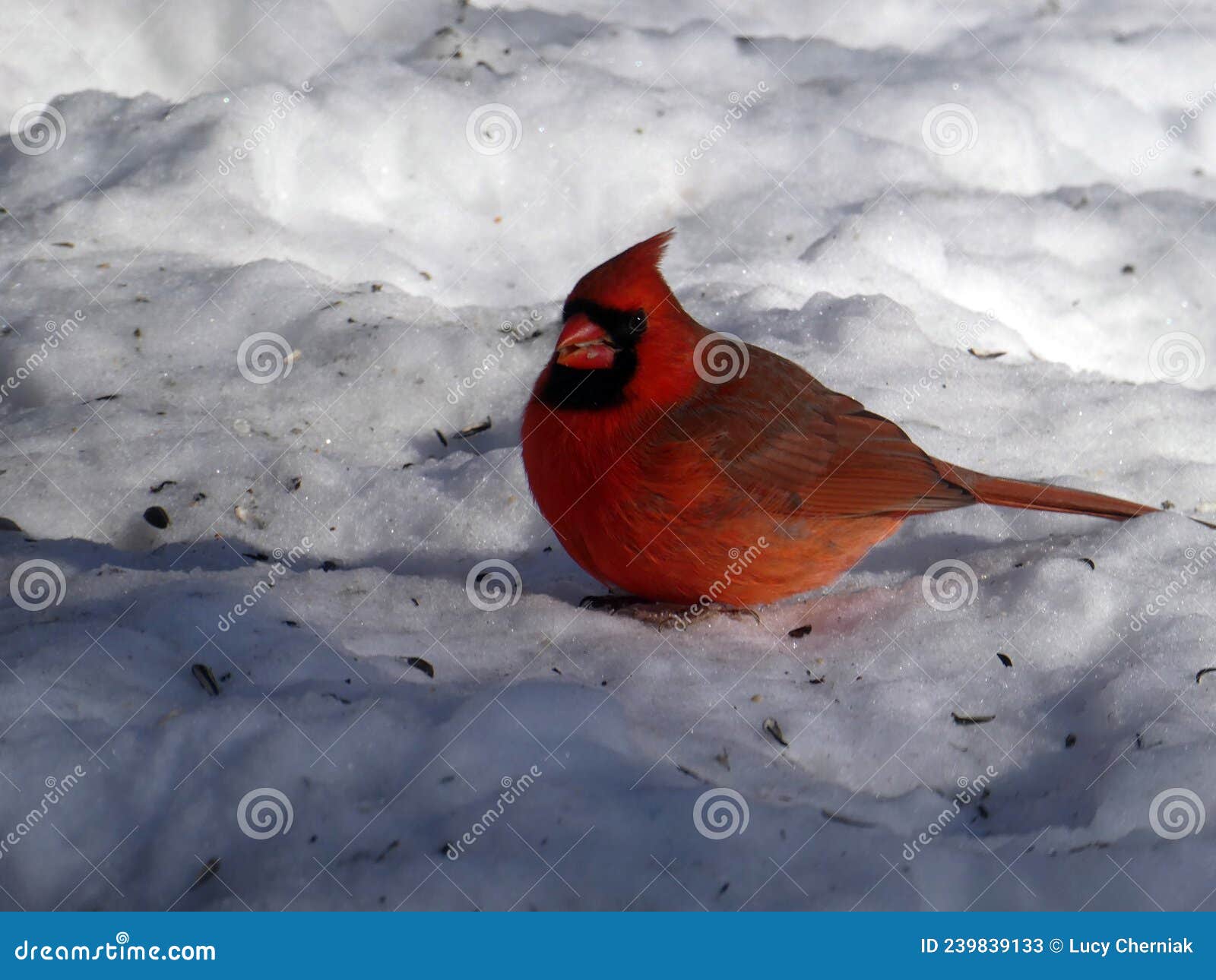 Red Cardinal Bird stock image. Image of season, snow - 239839133