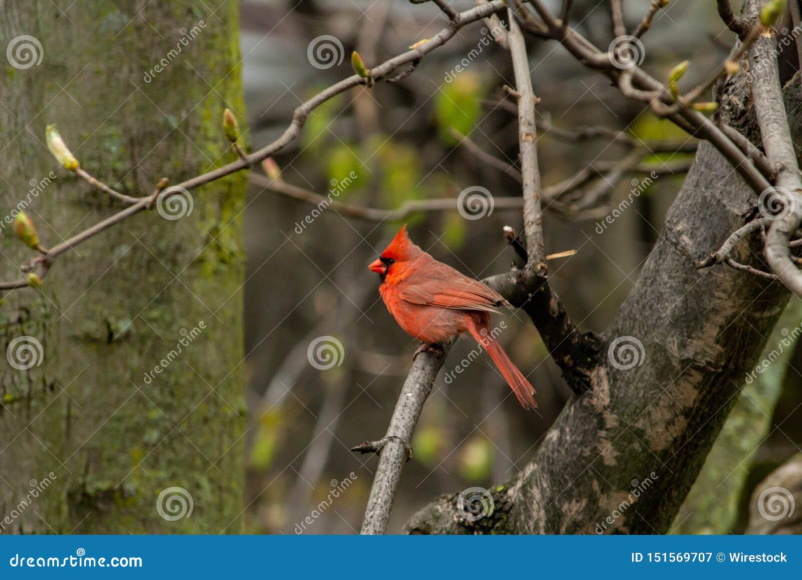 Red Cardinal Bird Perched on a Branch of a Tree in a Forest Stock Image ...